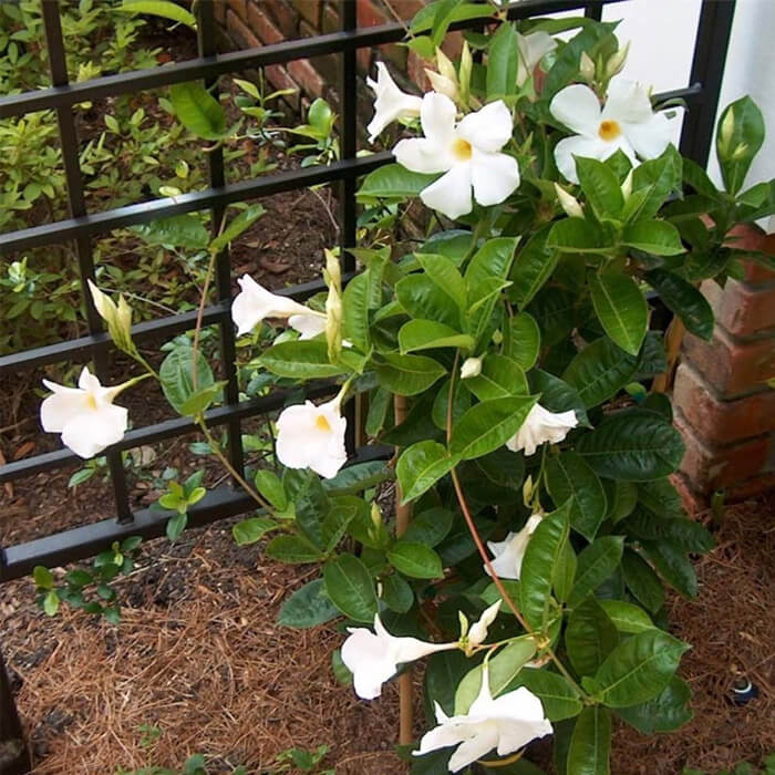 Tanaman Mandevilla Putih
