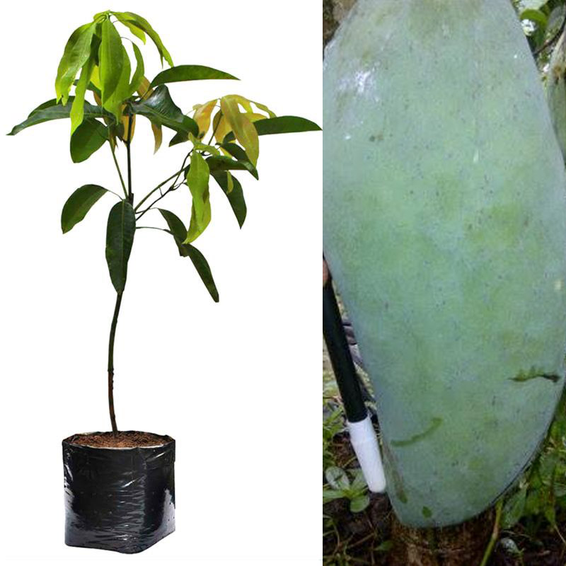 Tanaman Mangga Kio Jay (Kyo Jay)