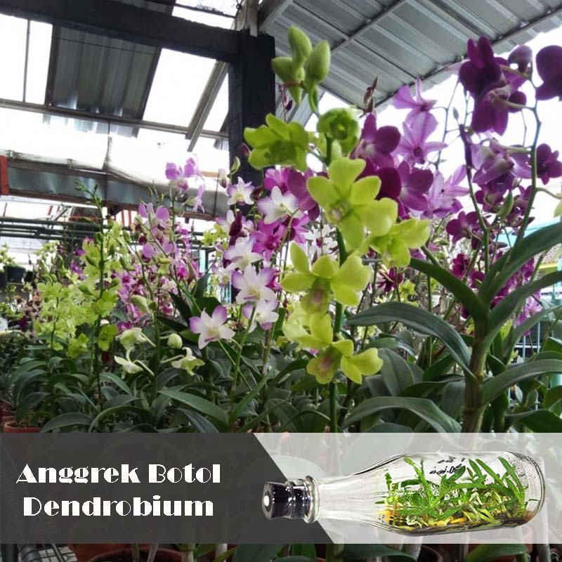 Tanaman Anggrek Botol Dendrobium