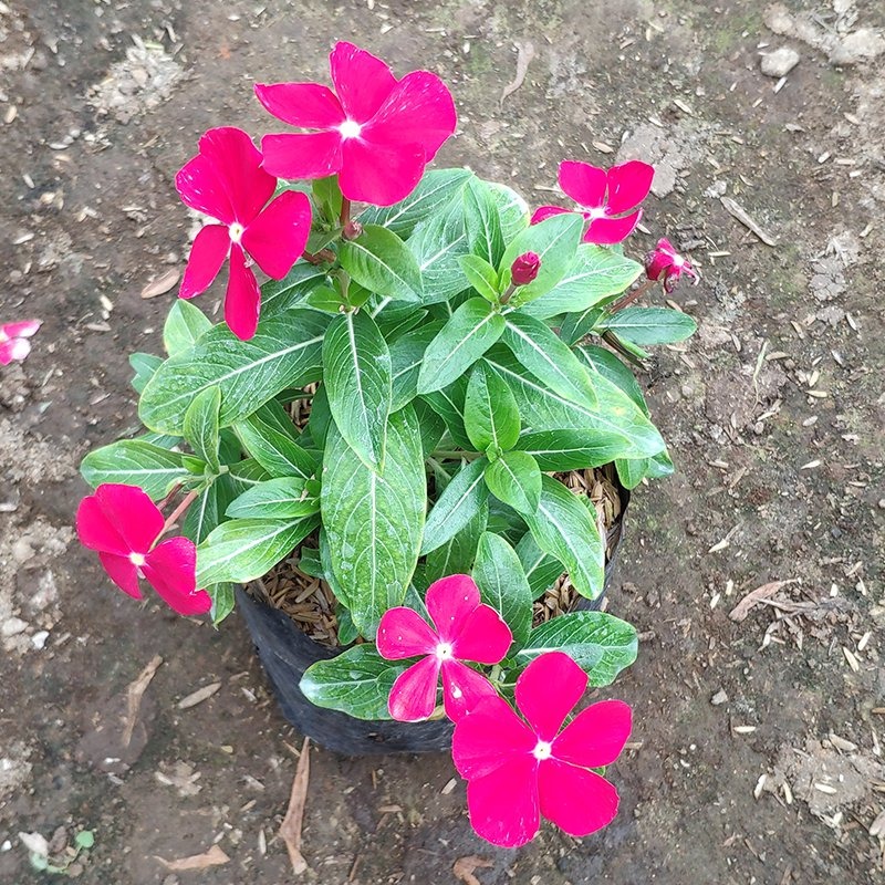Tanaman Vinca Magenta