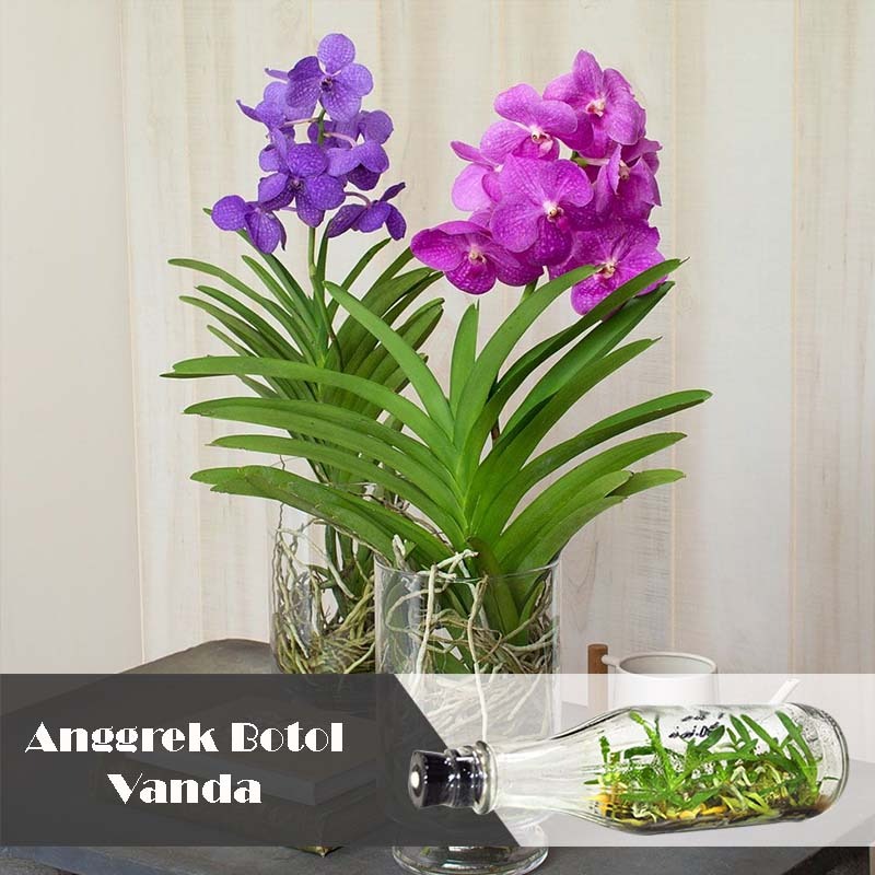 Tanaman Anggrek Botol Vanda