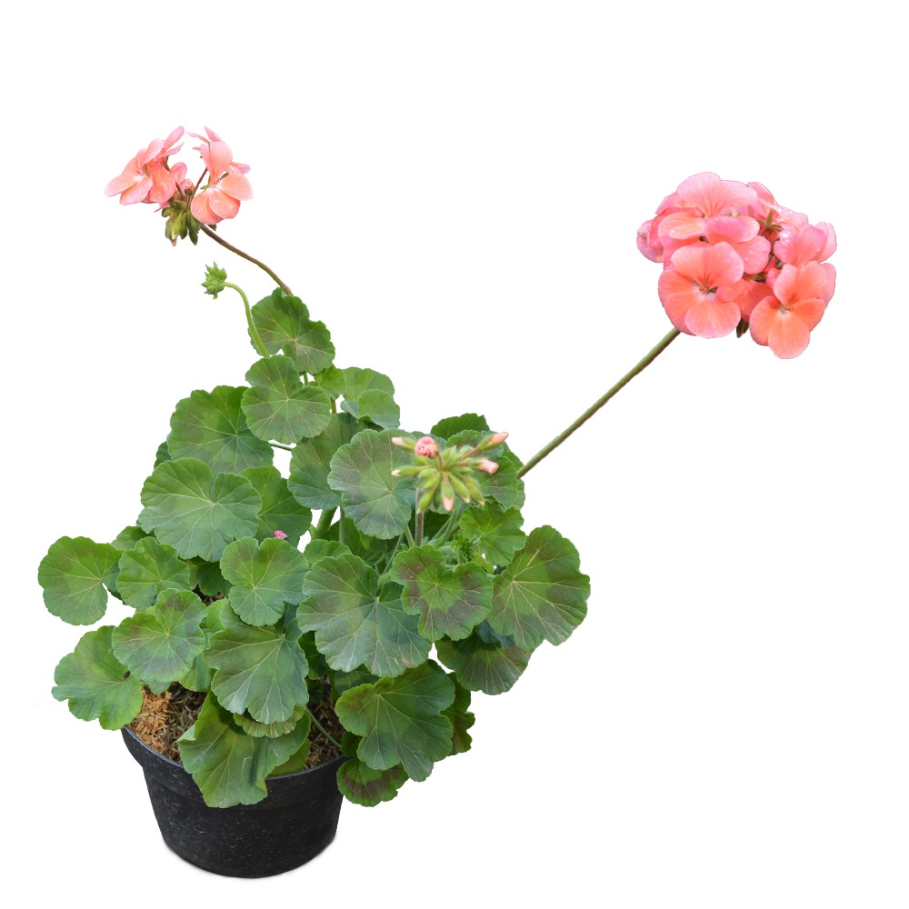 Tanaman Geranium Peach( pelargonium )