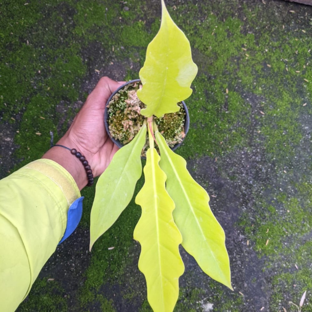 Tanaman Philodendron Golden Shaw