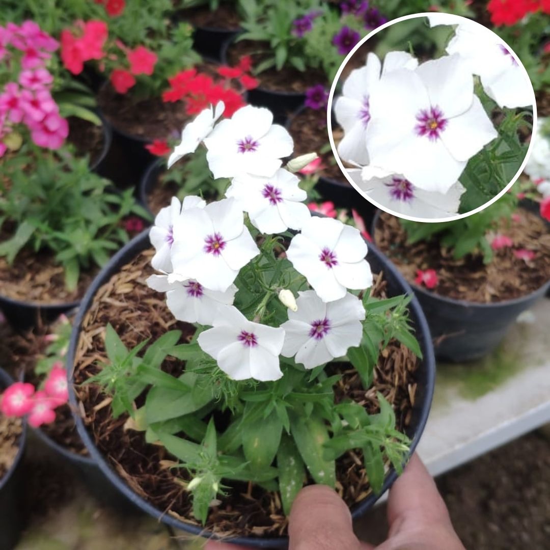 Tanaman Bunga Phlox Putih