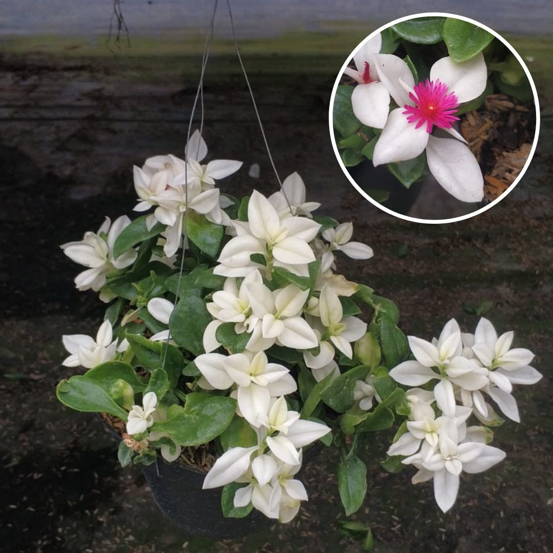 Tanaman Baby Sun Rose Variegata