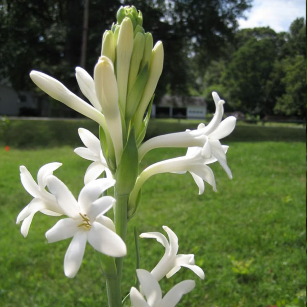 Tanaman Bunga Sedap Malam