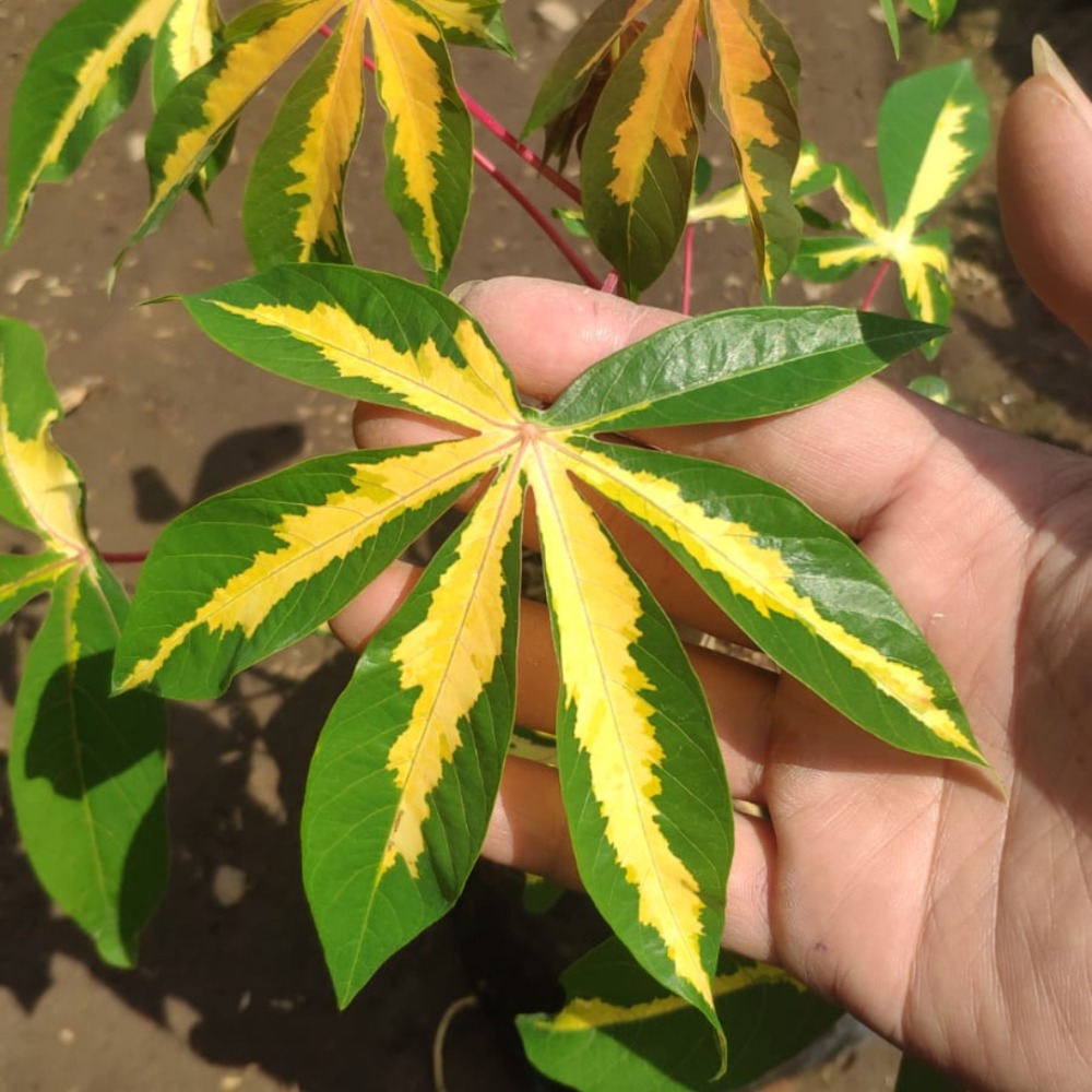 Tanaman Singkong Variegata