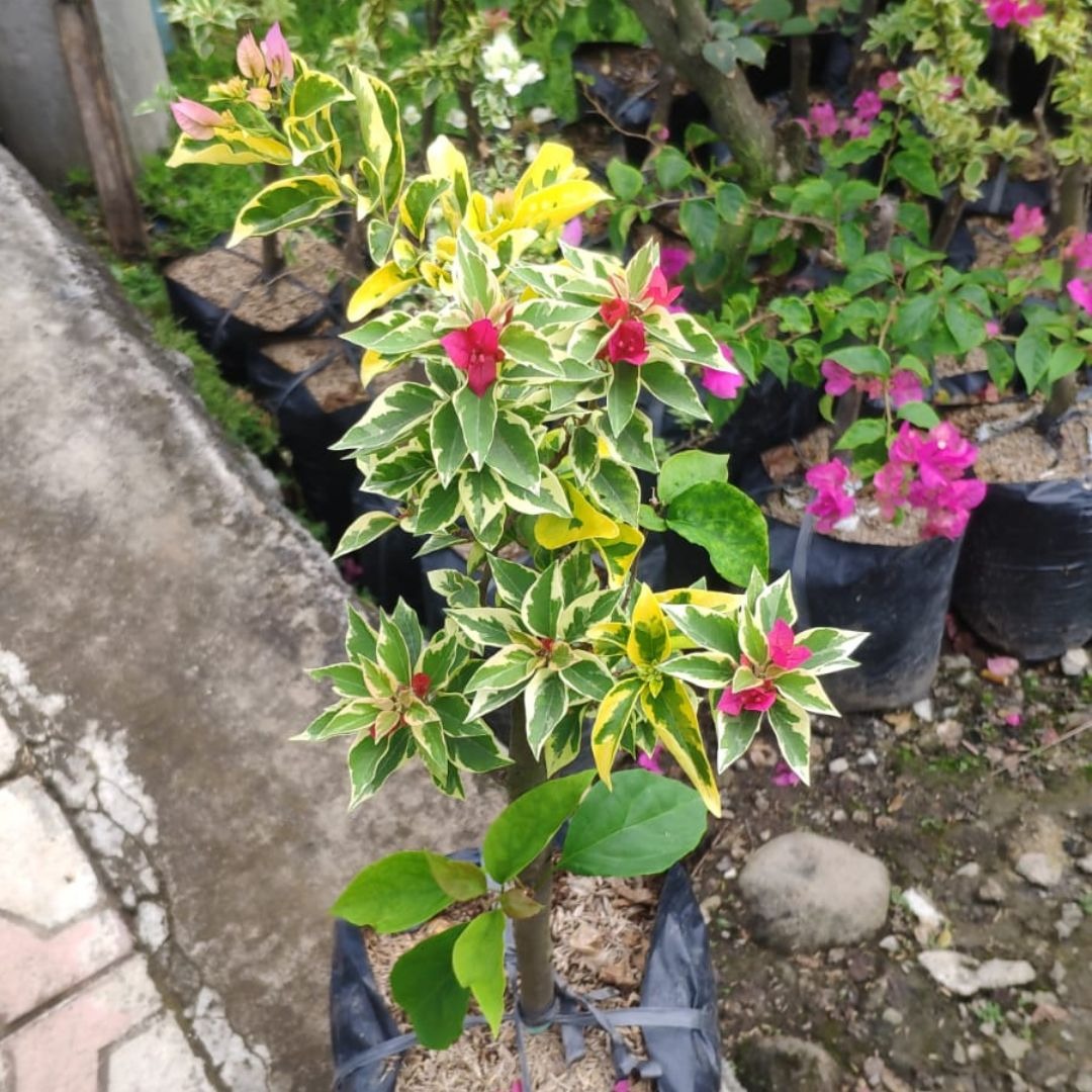 Tanaman Bougenville 2 Warna Ungu Merah