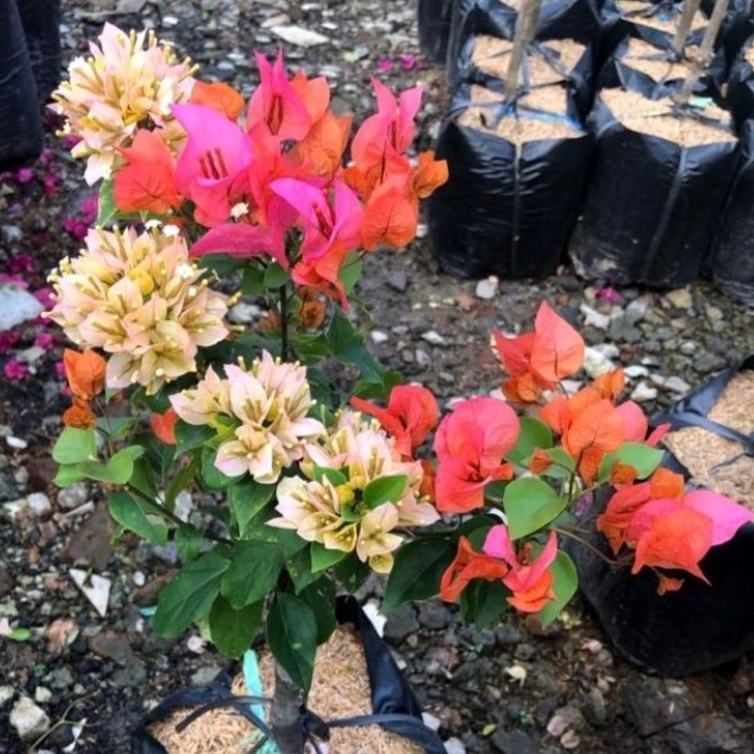 Tanaman Bougenville 2 Warna Orange Pink Lemonade