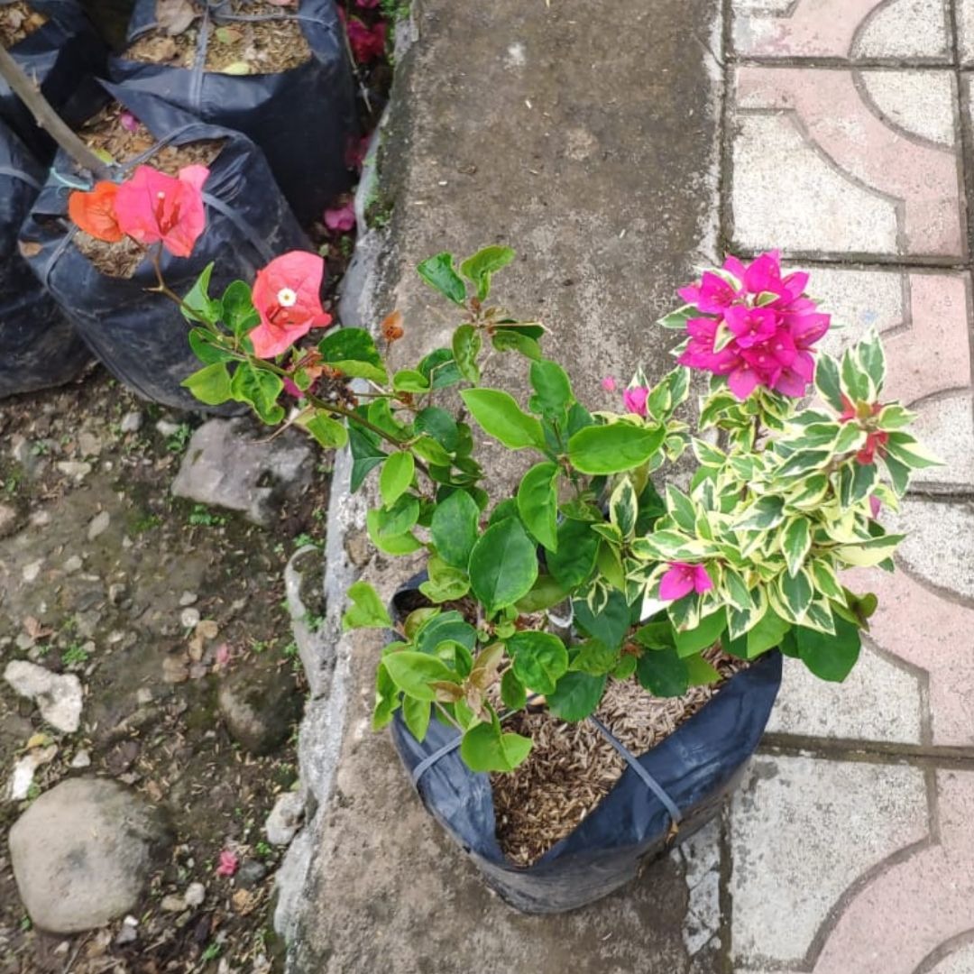 Tanaman Bougenville 2 Warna Orange Merah