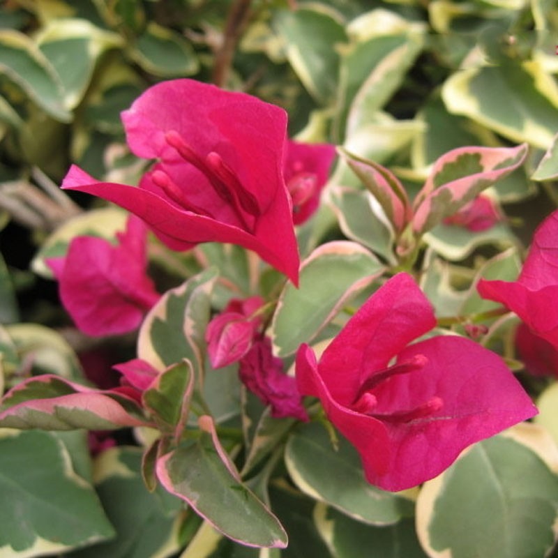 Tanaman Bougenville Merah Variegata