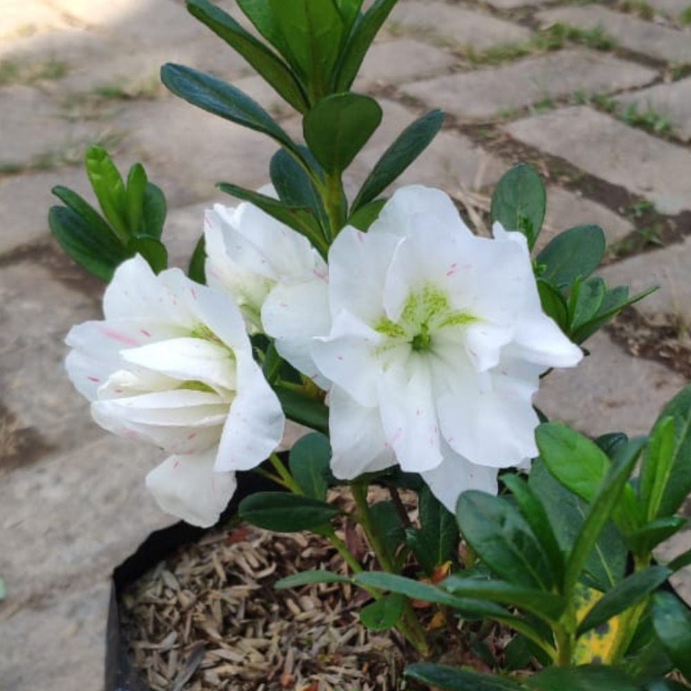 Tanaman Azalea Putih