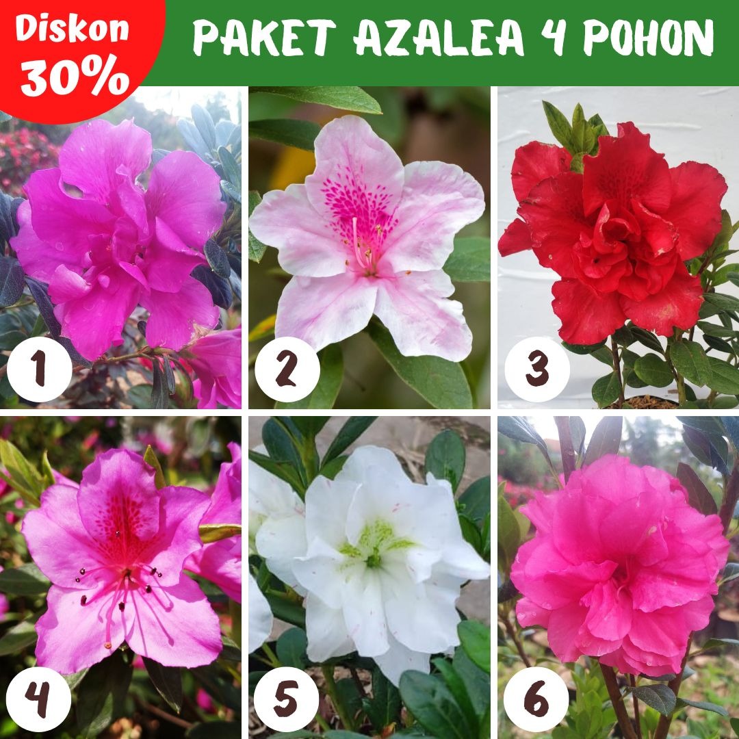 Paket Tanaman Azalea (4 Pohon)