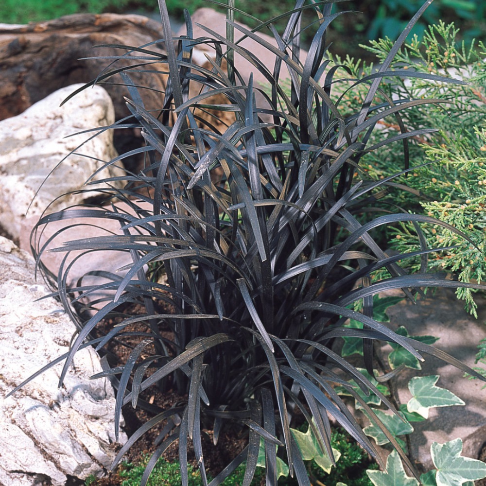 Tanaman Rumput Hitam (Black Mondo Grass)