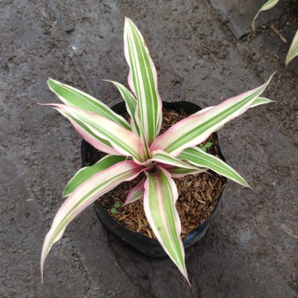 Tanaman Bromelia Cryptanthus Putih