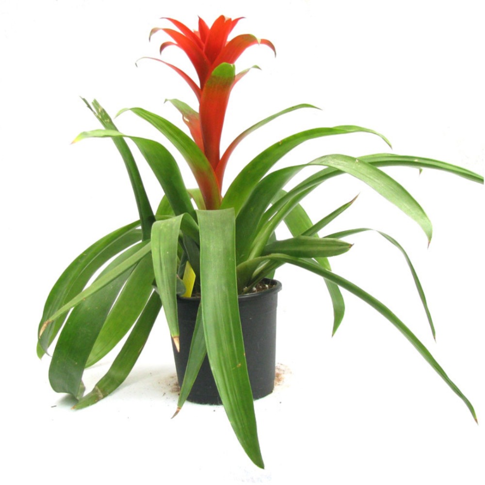 Tanaman Bromelia Merah