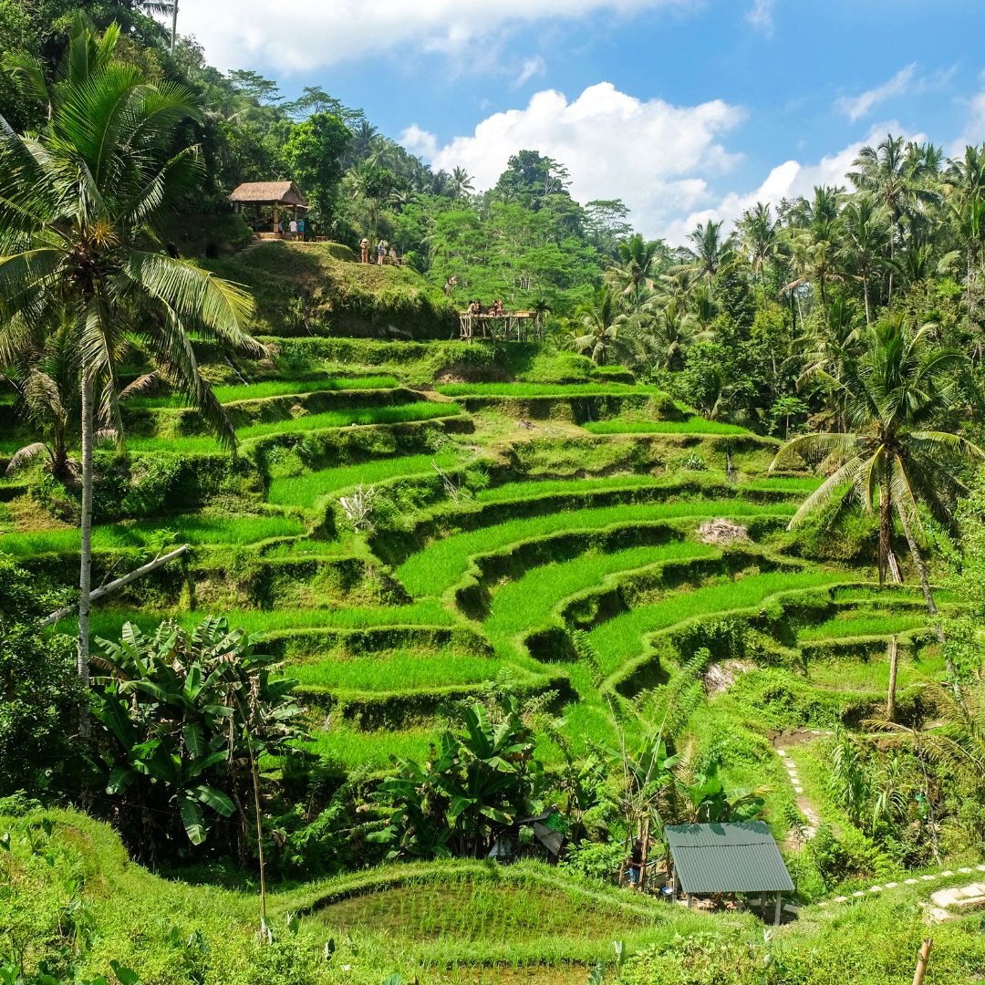 Ubud Full Day Tour
