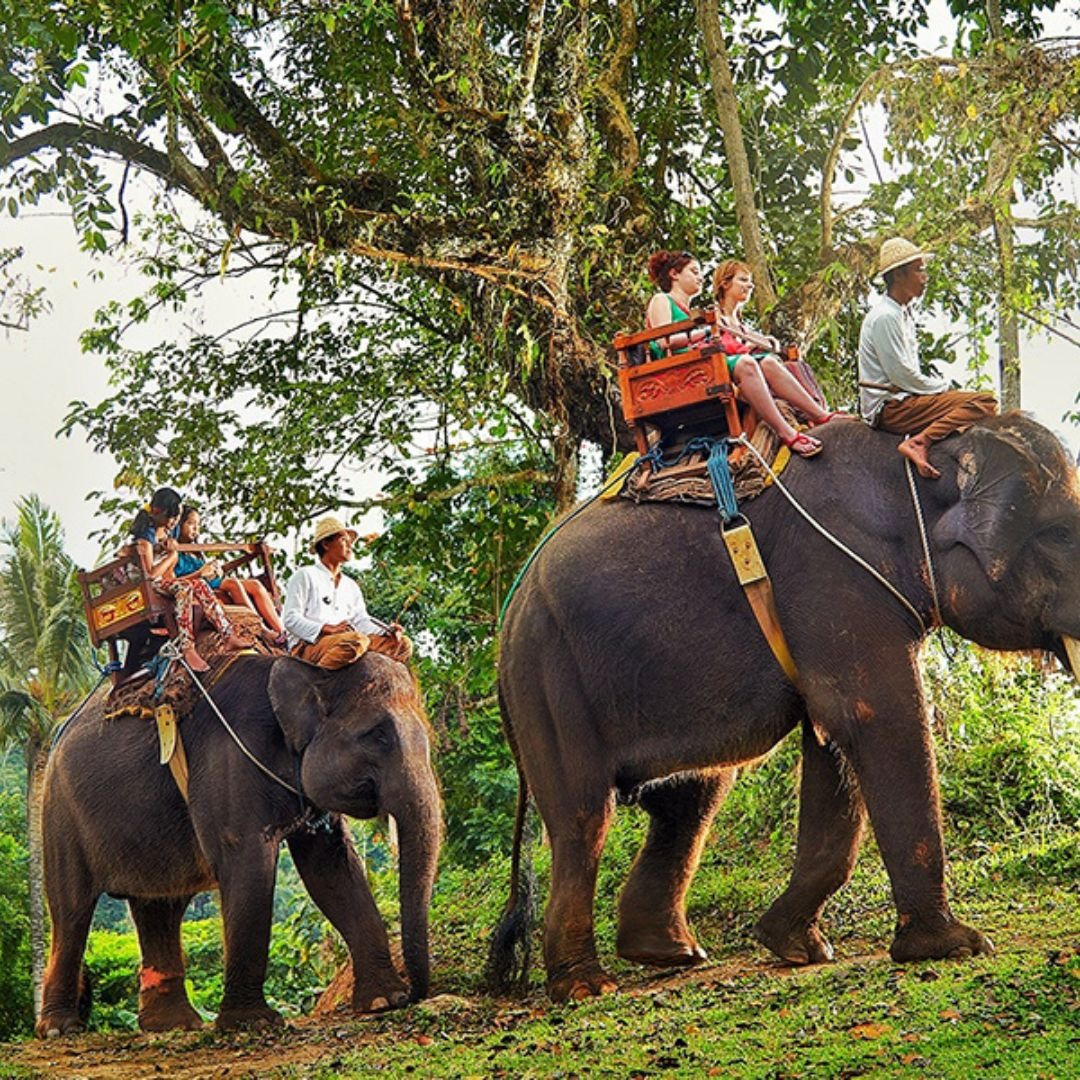 Elephant Ride & Spa Tour