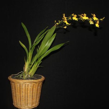 Tanaman Anggrek Oncidium Golden Shower