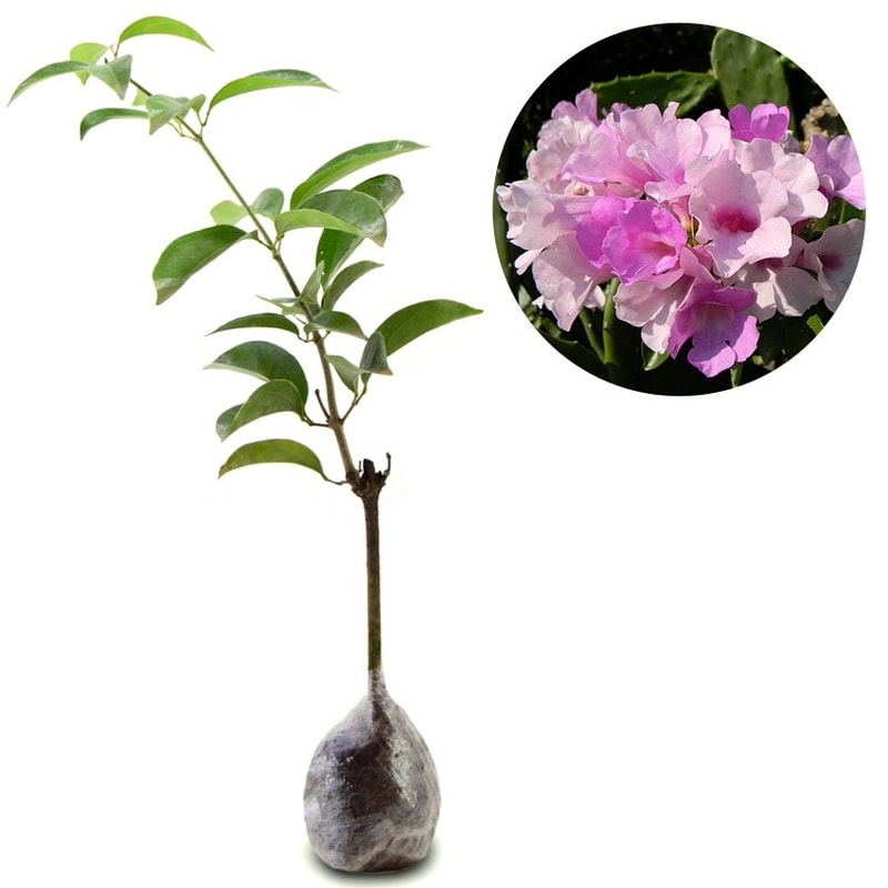 Tanaman Garlic Vine - Bunga Stefanot Ungu